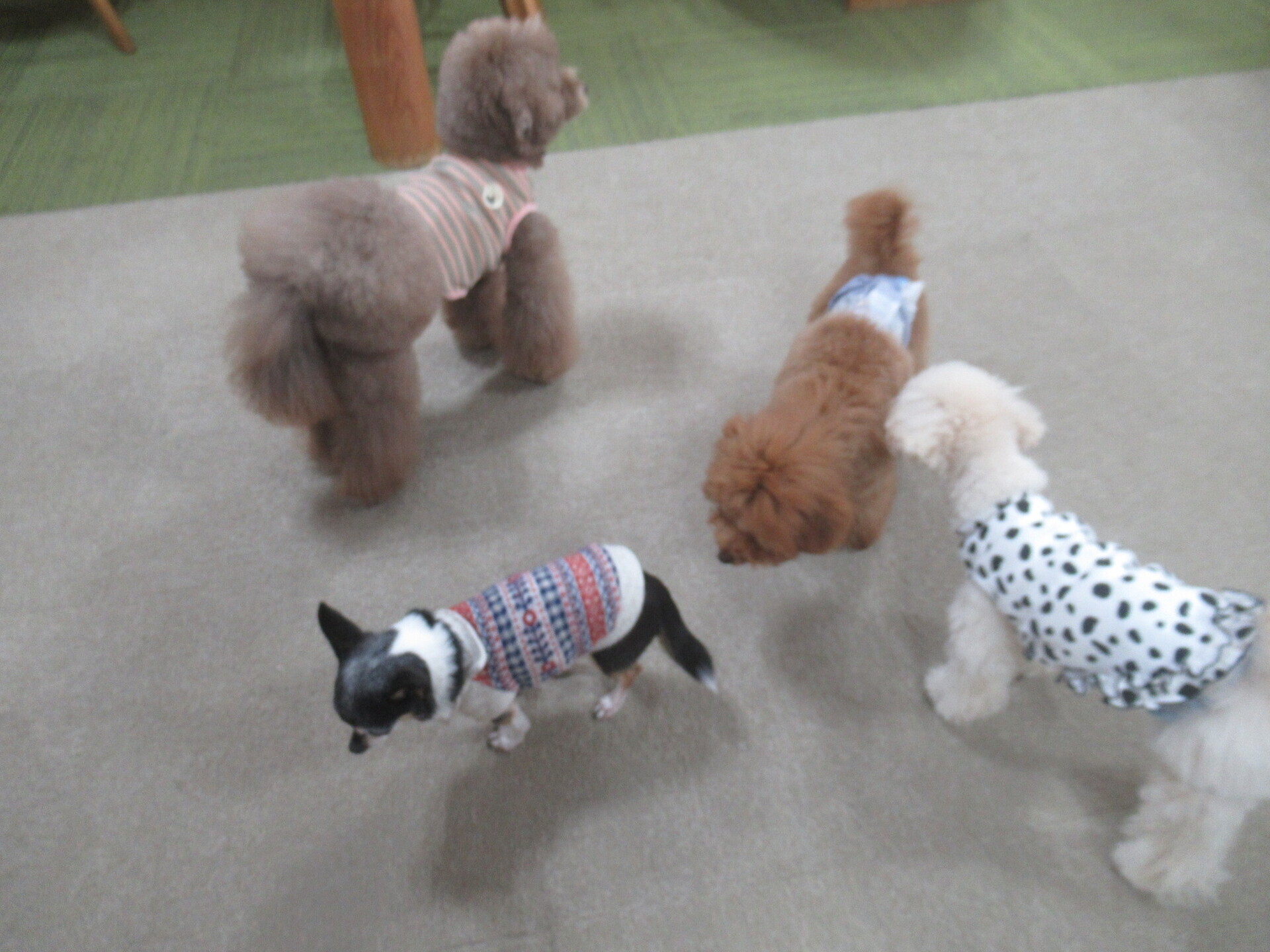 親愛なるBuddy Dogの皆様へ、: 愛犬家2000人が集まる犬の幼稚園 BuddyDog